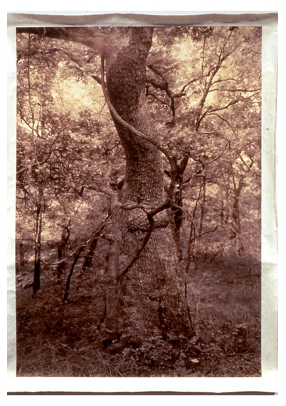 Meridel Rubenstein | 10 Artworks | MutualArt