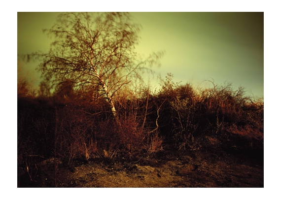 Martin Effert | 1 Artworks | MutualArt