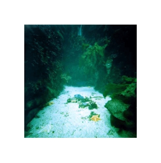 Wayne Martin Belger | 1 Artworks at Auction | MutualArt