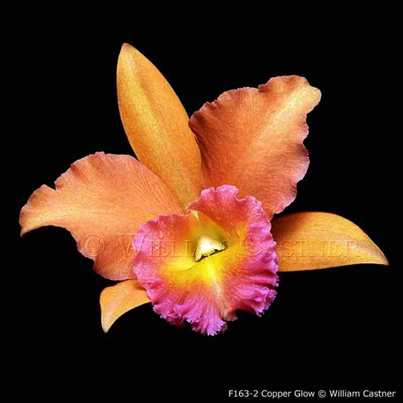 William Castner | Performance at Auction | MutualArt