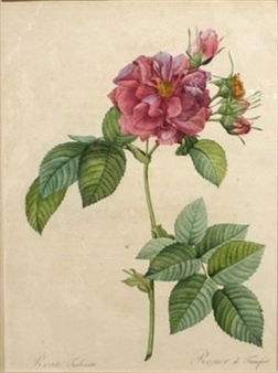 Pierre-Joseph Redoute (French, 1759 - 1840) - MutualArt