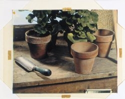 Paul Outerbridge | Geranium Pots (1936) | MutualArt