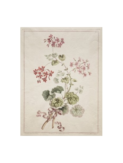 John Edwards | A Collection of Flowers Drawn from Nature: No. 6 ...