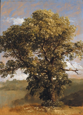 Thomas Cole | A Finished Study of a Tree (1844 - 1846) | MutualArt