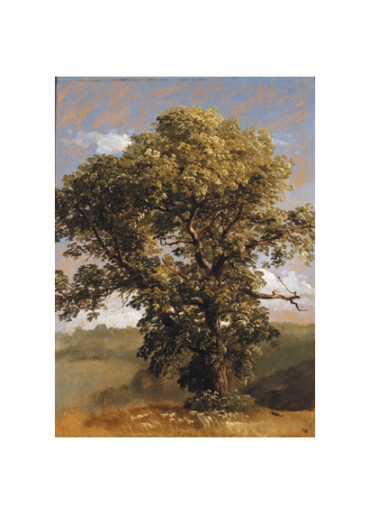 Thomas Cole | A Finished Study of a Tree (1844 - 1846) | MutualArt