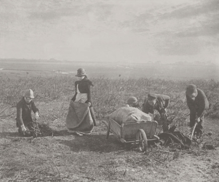 Peter Henry Emerson | Furze cutting (1885) | MutualArt