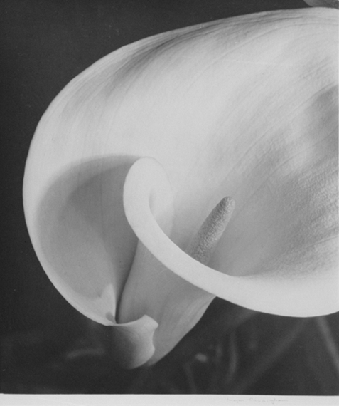 Imogen Cunningham | Calla (1929) | MutualArt