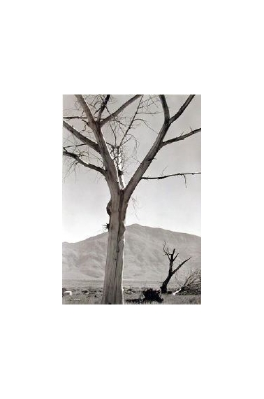 Ansel Adams | Dead Tree, Owens Valley (1944) | MutualArt