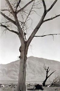 Ansel Adams | Dead Tree, Owens Valley (1944) | MutualArt