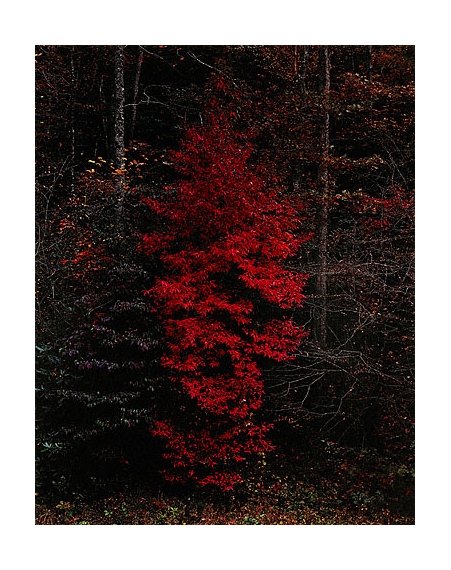 Eliot Porter | Red Tree, Great Smoky Mountains National Park, Tennessee ...
