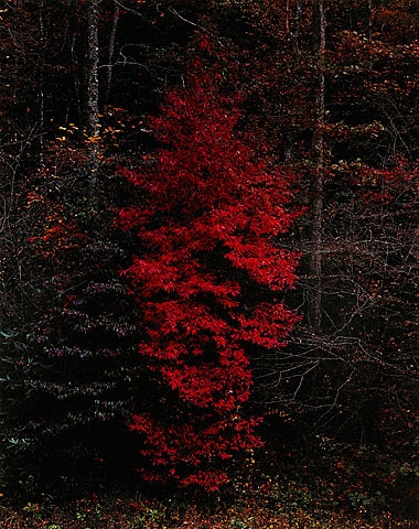 Eliot Porter | Red Tree, Great Smoky Mountains National Park, Tennessee ...