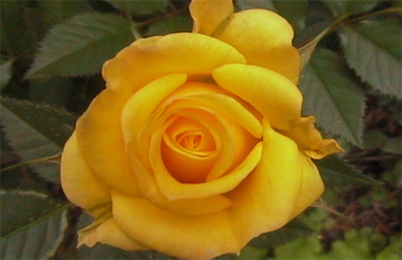 Anna Coy | 1 Exhibitions and Events | MutualArt