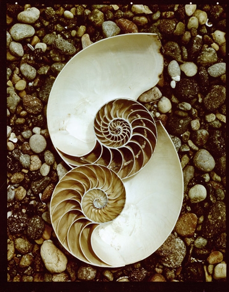 Edward Weston | Nautilus Shells (1947) | MutualArt
