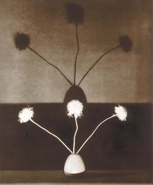 Robert Mapplethorpe | Tulip. (1984) | MutualArt