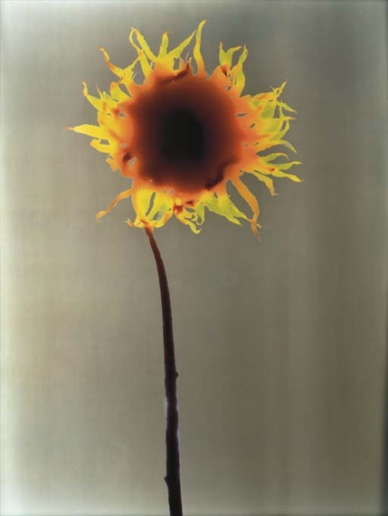 Adam Fuss | Untitled (Sunflower) (1992) | MutualArt