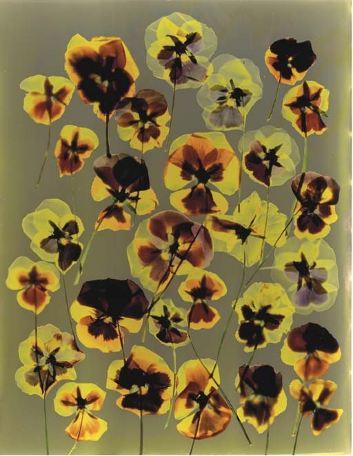 Adam Fuss | Untitled (Sunflower) (1992) | MutualArt