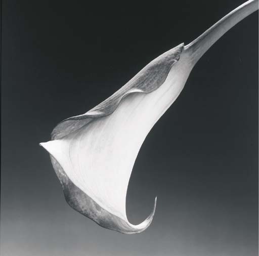 Robert Mapplethorpe | Derrick Cross (1983) | MutualArt