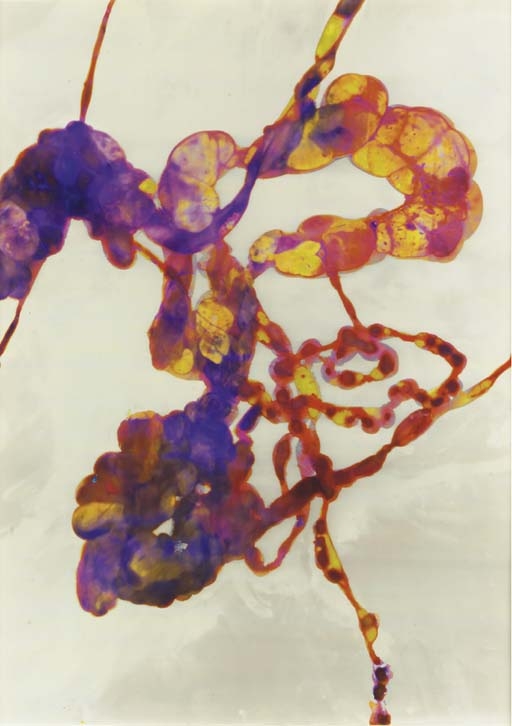 Adam Fuss | Untitled (Sunflower) (1992) | MutualArt