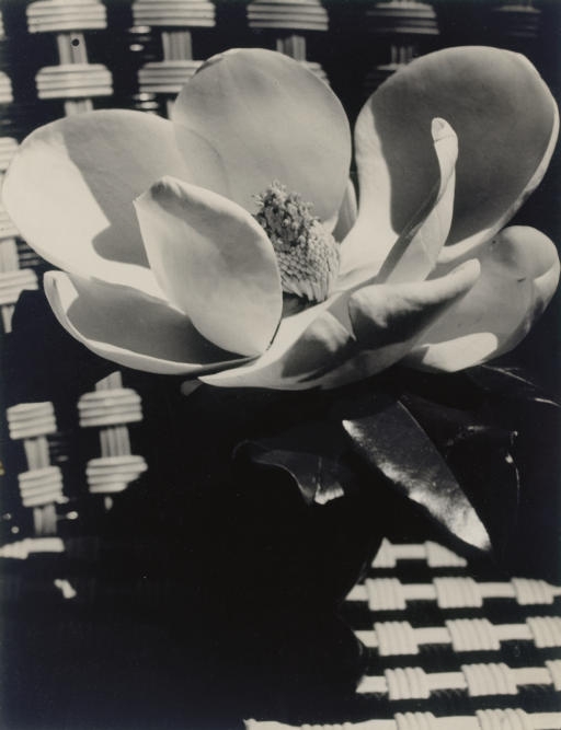 Man Ray | Magnolia Blossom (1926) | MutualArt