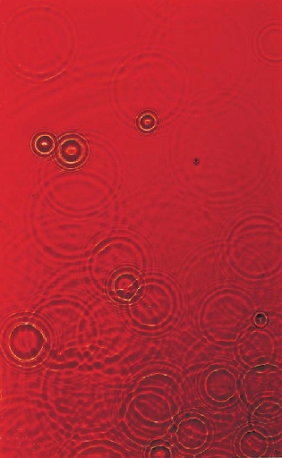 Adam Fuss | Untitled (Large Flowers, Plants) (1994) | MutualArt