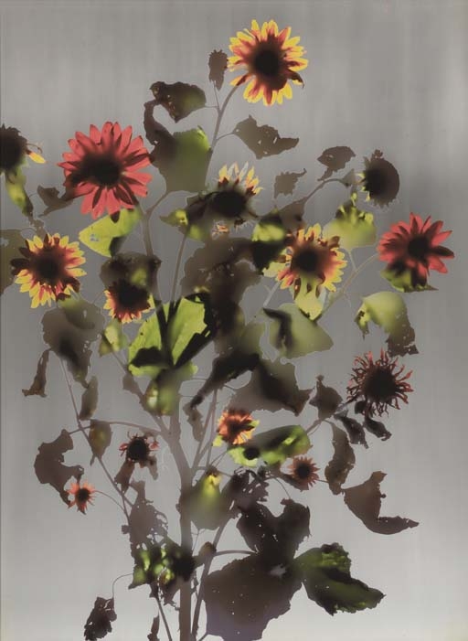 Adam Fuss | Untitled (Large Flowers, Plants) (1994) | MutualArt