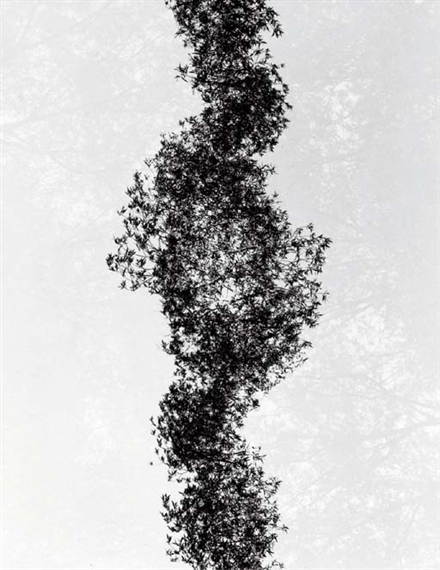 Harry Callahan | Multiple Exposure Trees, Detroit | MutualArt