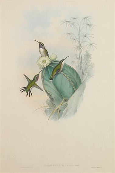 John Gould | Calothorax Pulchra and Chlorostilbon Osberti, from Family ...