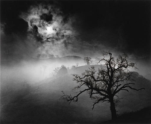 Wynn Bullock | Stark Tree (1956) | MutualArt
