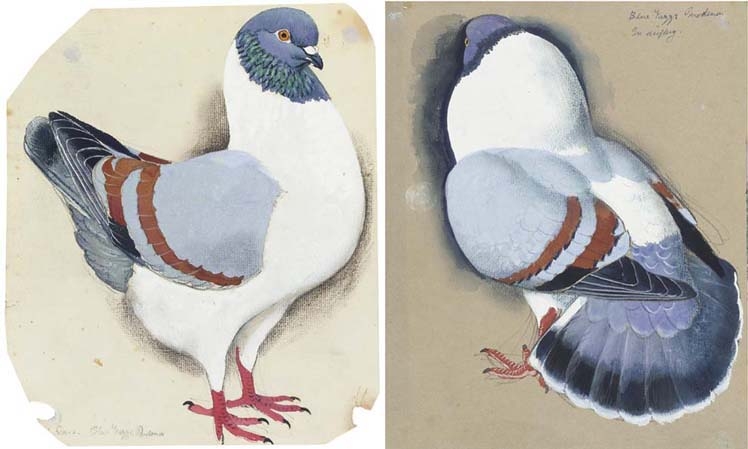 Charles Frederick Tunnicliffe | Two Blue Gazzi Modena Pigeons (both ...