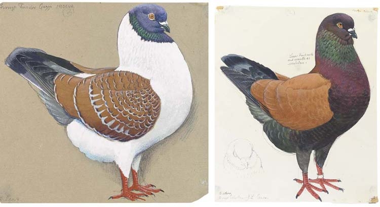Charles Frederick Tunnicliffe | Two Black Gazzi Modena Pigeons; A ...