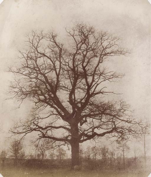 William Henry Fox Talbot | Oak Tree in Winter probably (1842) | MutualArt