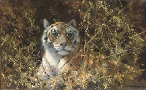 David Shepherd | Tiger at rest | MutualArt