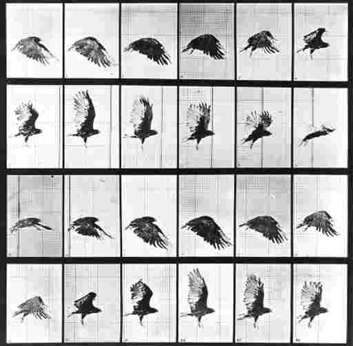 Eadweard Muybridge | Bird in flight; and Cat leaping | MutualArt