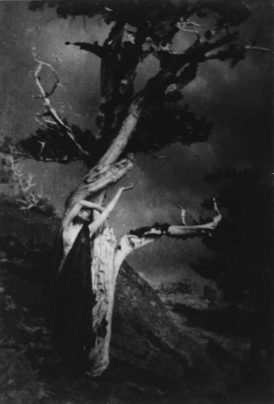 Anne Brigman | The Dying Cedar | MutualArt