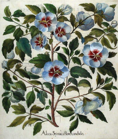 Basilius Besler | Alcea Syriaca flore candido (1640) | MutualArt