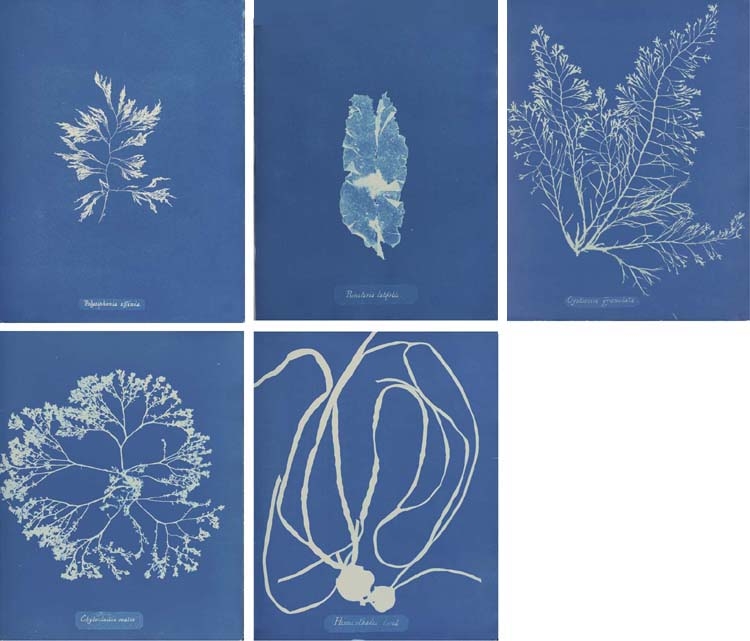 Anna Atkins | Photographs of British Algæ. Cyanotype Impressions ...