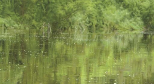 Pablo Cardoso | 13 Artworks at Auction | MutualArt