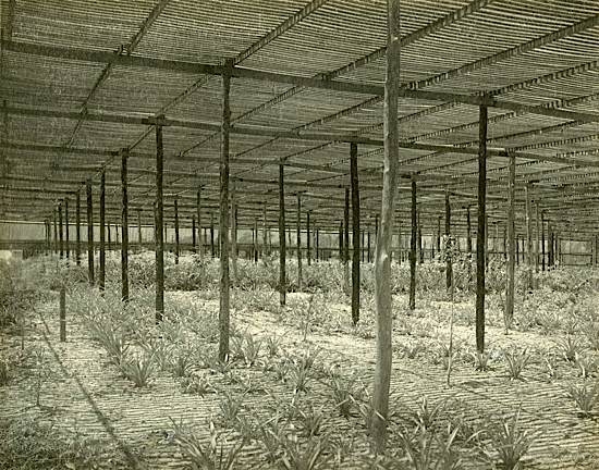 Albert Ernest Schaaf | Biography