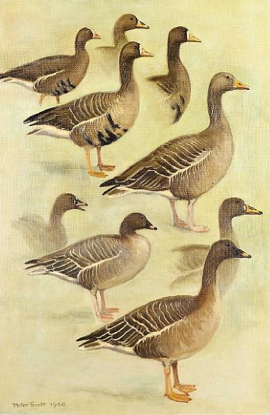 Peter Markham Scott | Mallard flighting over Leighton Moss Marsh ...