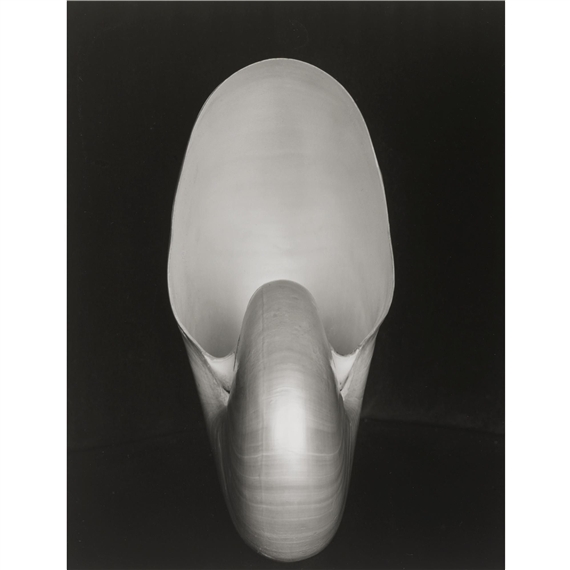 Edward Weston | 'SHELL' (NAUTILUS) | MutualArt
