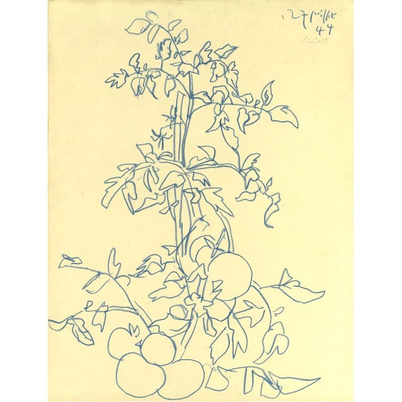 Picasso Pablo | PLANT DE TOMATE | MutualArt