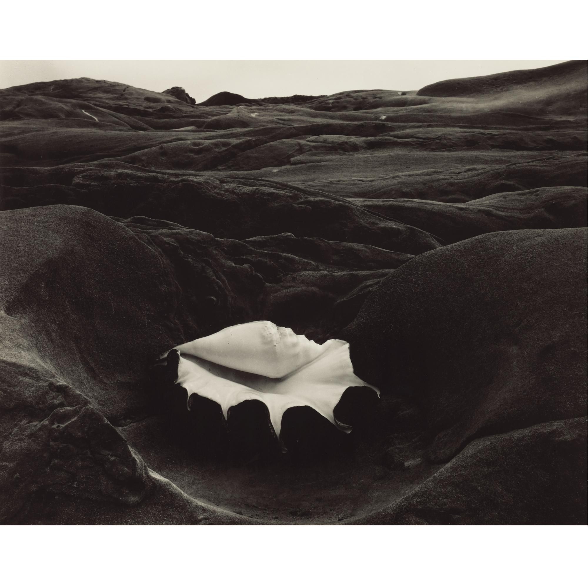Edward Weston | 'NUDE ON SAND' | MutualArt