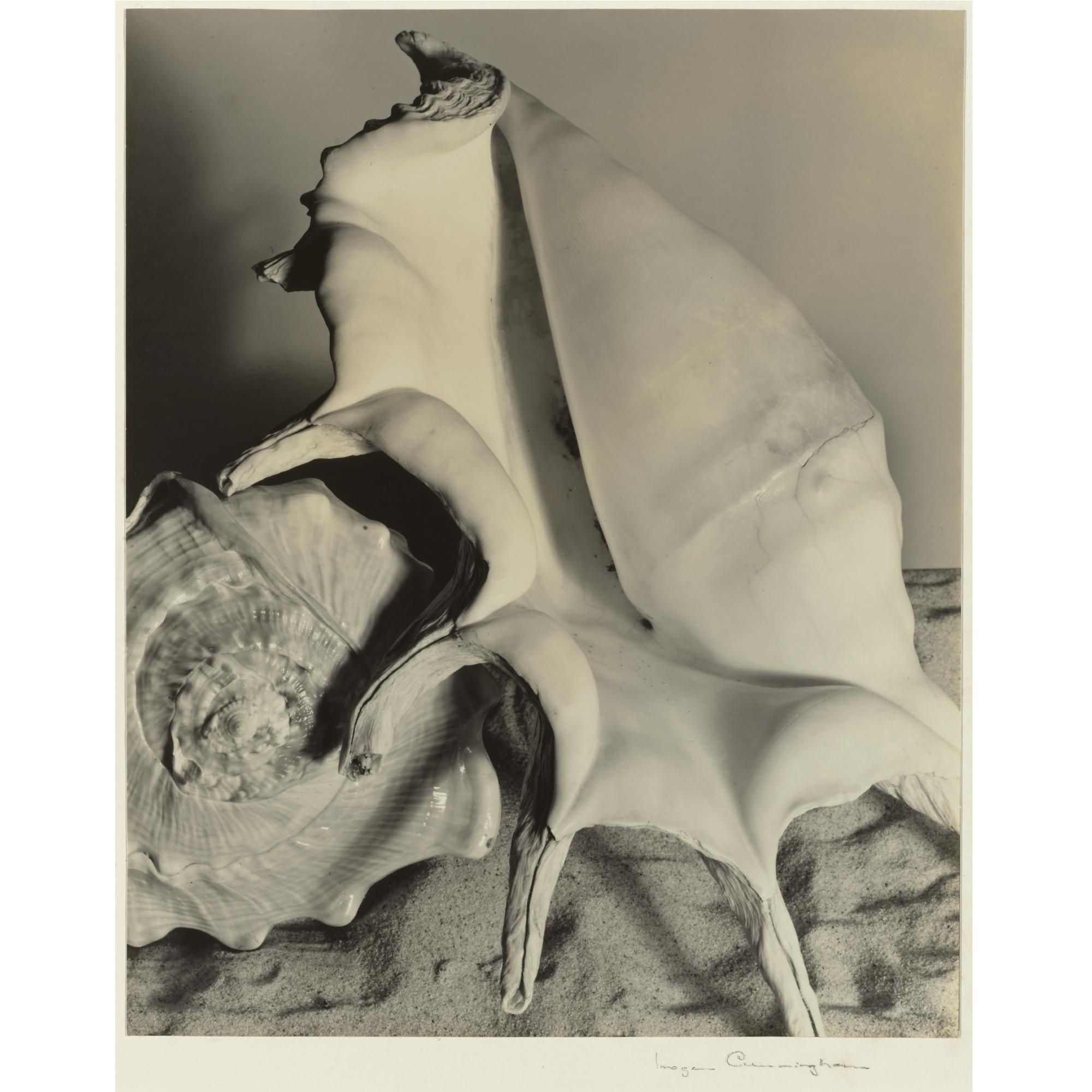 Imogen Cunningham | TWO SHELLS | MutualArt