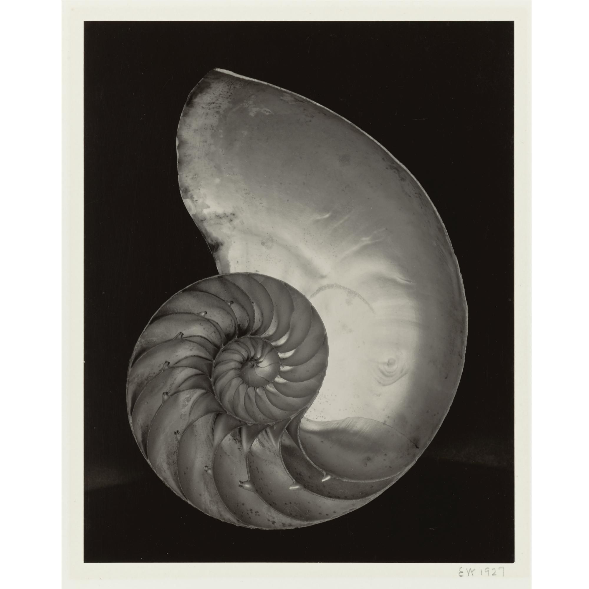 Edward Weston | nautilus shell (cross-section) | MutualArt