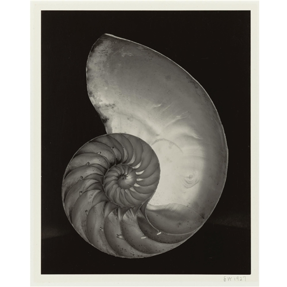 Edward Weston | nautilus shell (cross-section) | MutualArt