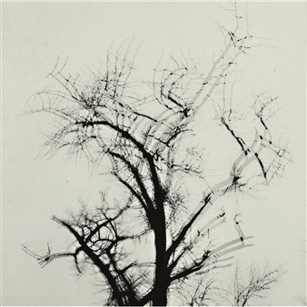 Harry Callahan | multiple exposure, tree, chicago | MutualArt