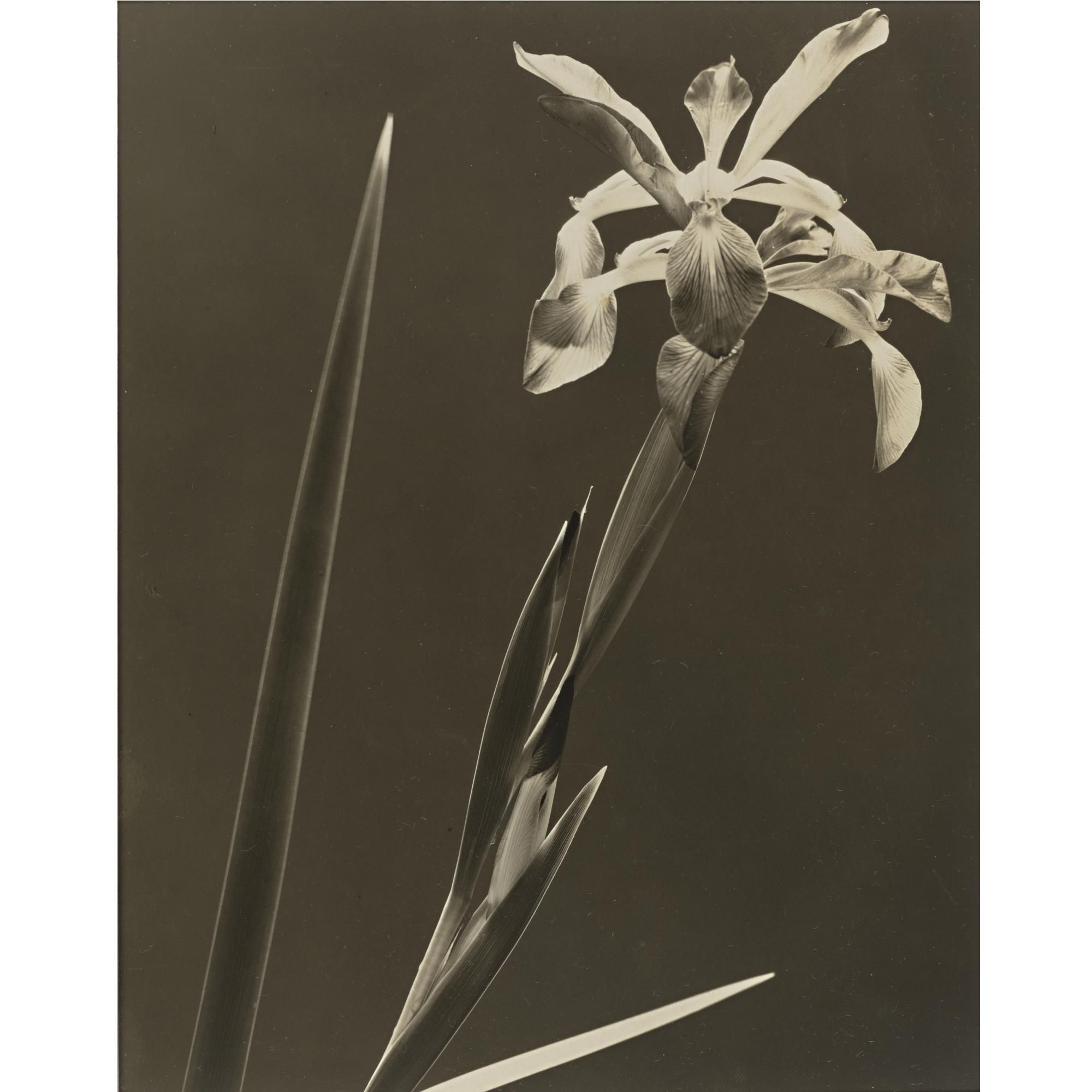Edward Steichen | 'the maypole, empire state building (double exposure ...