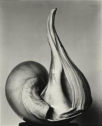 Edward Weston | 'SHELLS' | MutualArt