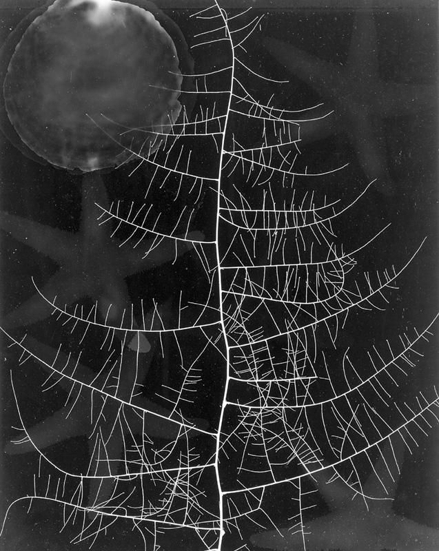 Man Ray | RAYOGRAPH WITH TREE, MOON, AND STARS | MutualArt