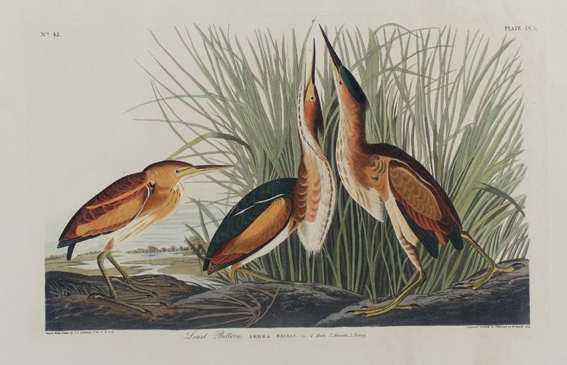 John James Audubon | LEAST BITTERN (PLATE CCX) | MutualArt